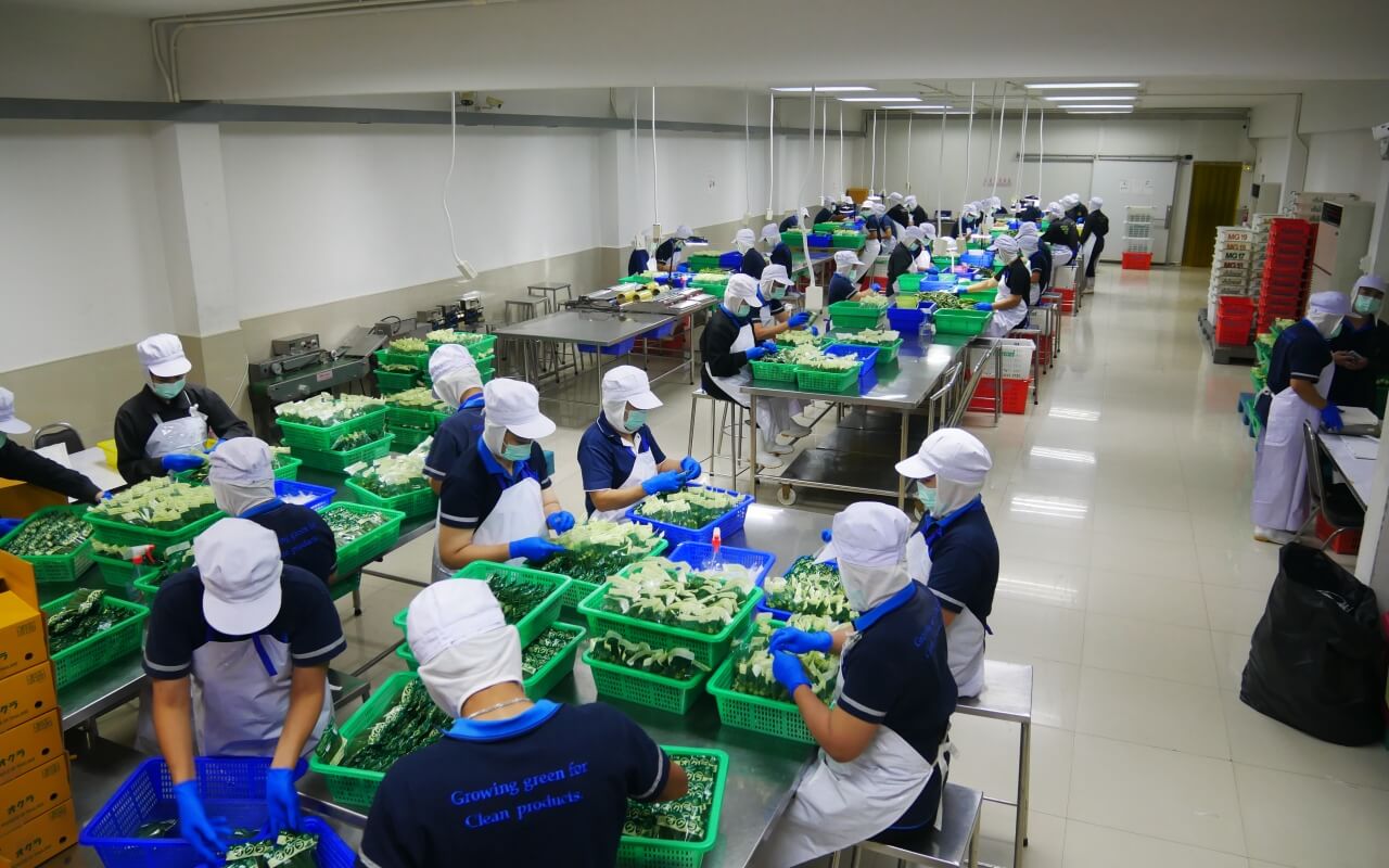 Greengrower Growing Green for Clean Product – Okra | Baby Corn | Fresh ...